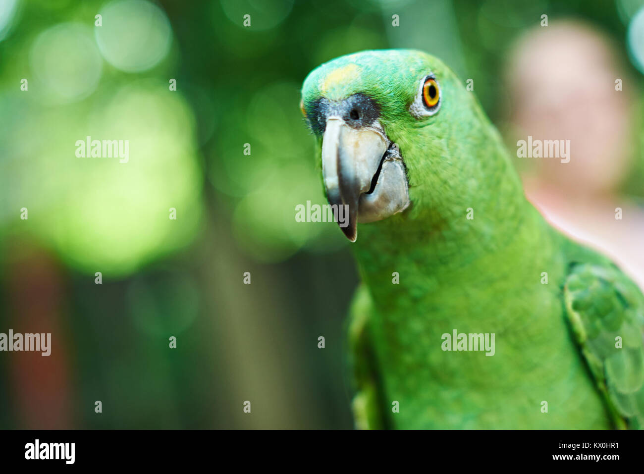 Macro portrait of green parrot on blurred green background Stock Photo ...