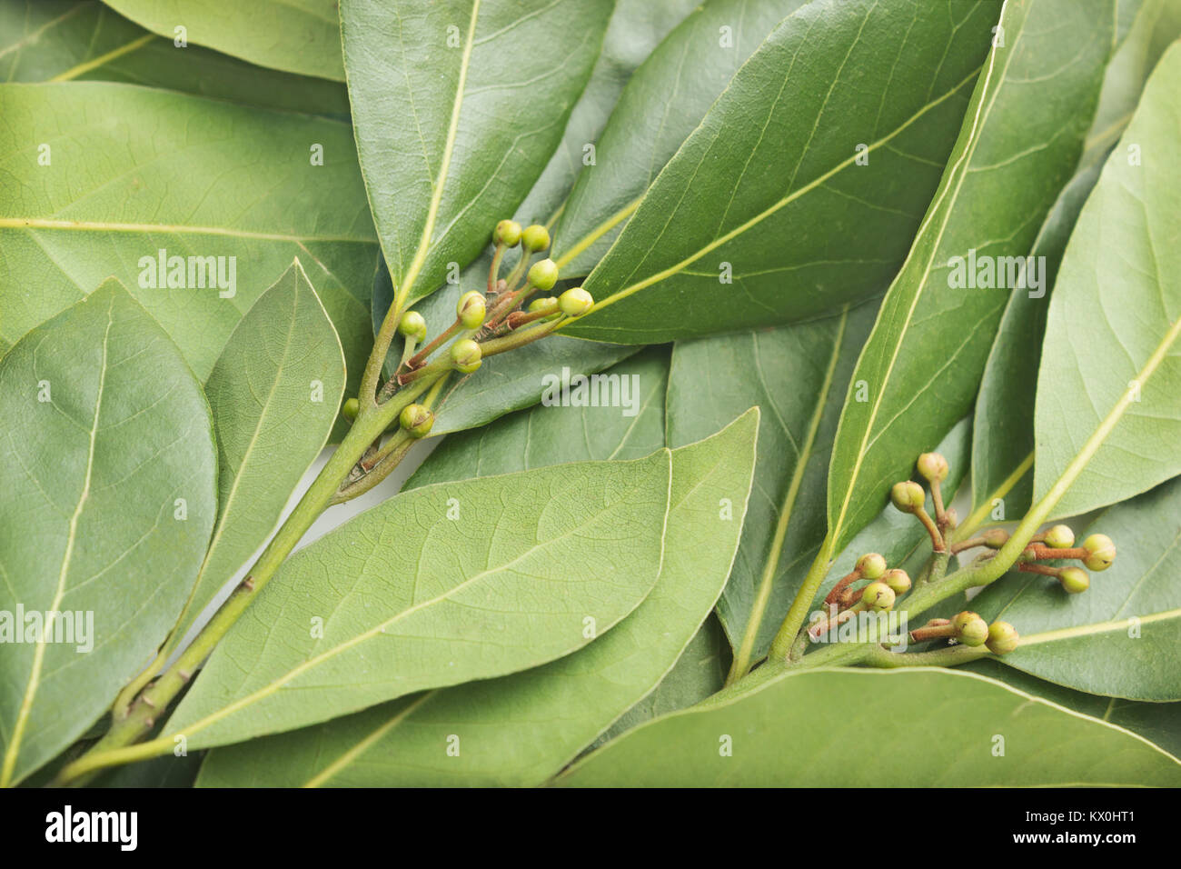 Photograph fresh green laurel leaves as background Stock Photo - Alamy