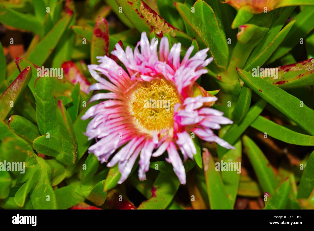 Cityscapes LA San Francisco Monterey and nature Stock Photo - Alamy