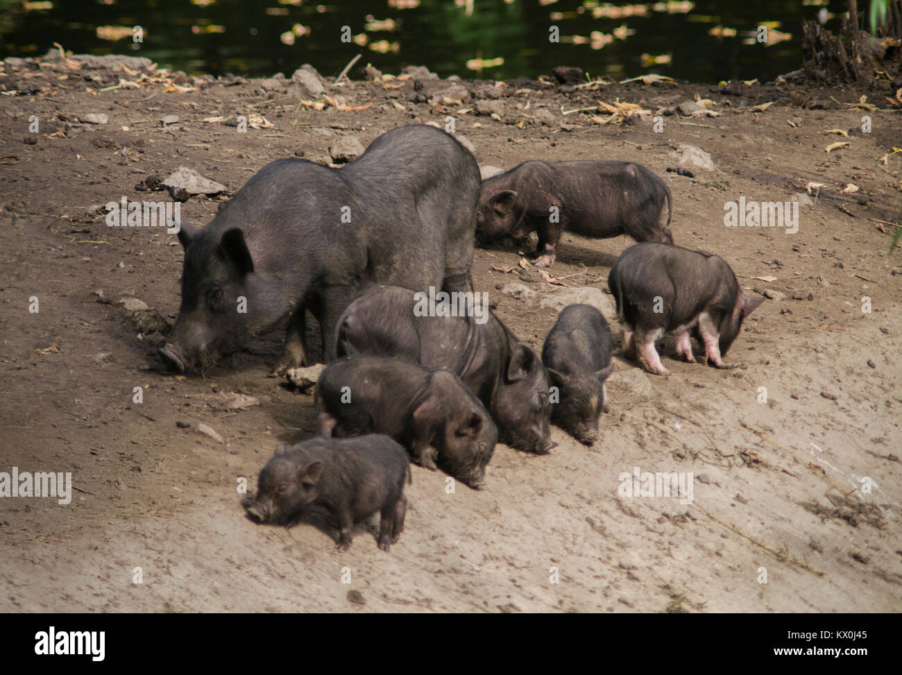 black wild pig boar female with her newborn babies piggies piglet on ...