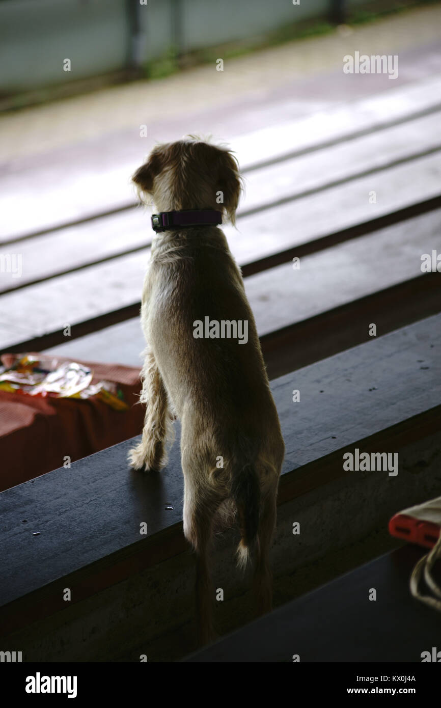A cute little dog is standing on the seats of a football stadium and ...