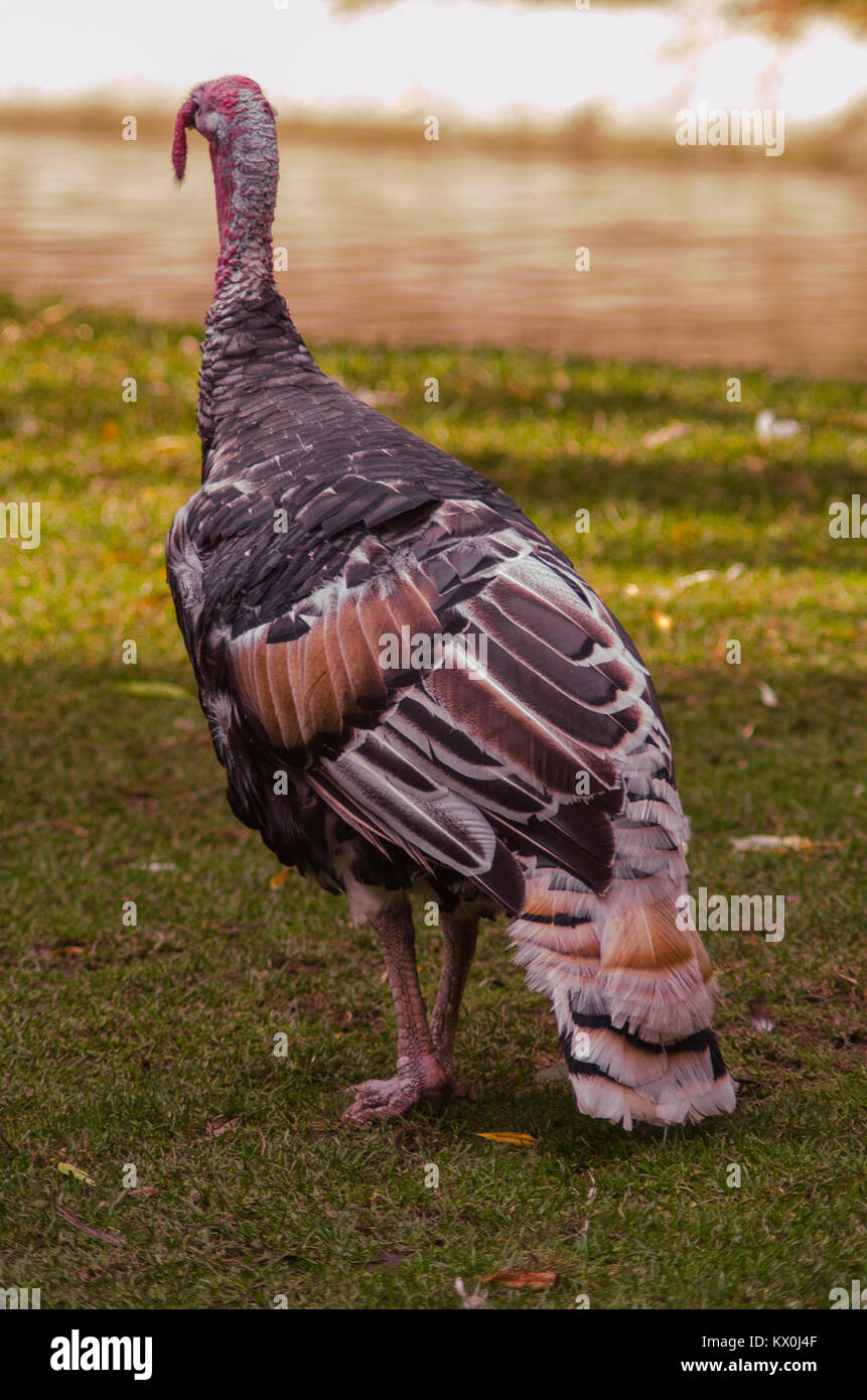 Female turkey with beard hi-res stock photography and images - Alamy