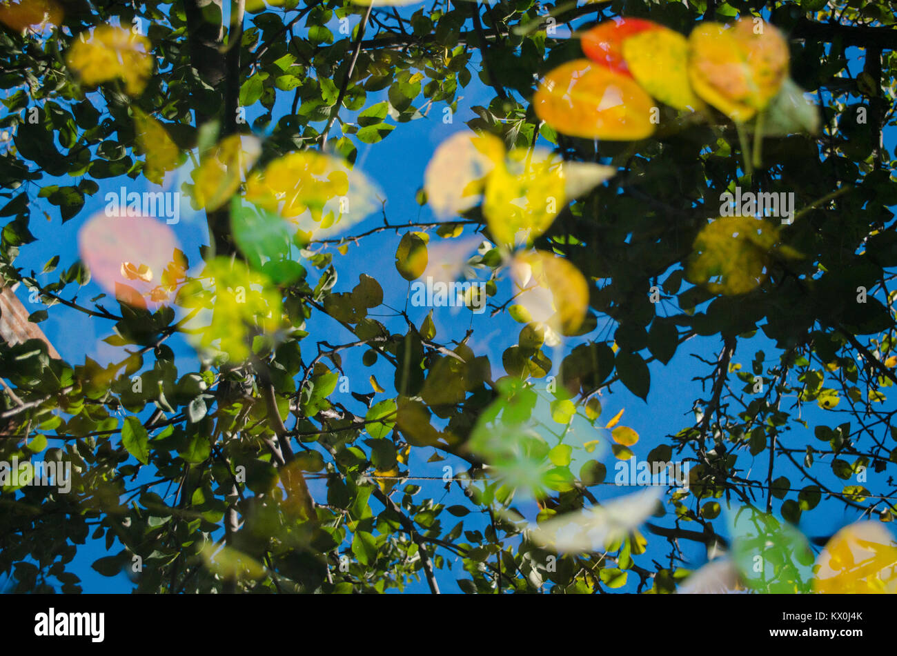 floating on the puddle yellow leaves of trees and a reflection of a tree, autumn Stock Photo - Alamy