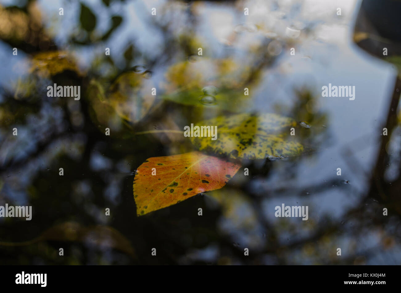 floating on the puddle yellow leaves of trees and a reflection of a tree, autumn Stock Photo - Alamy