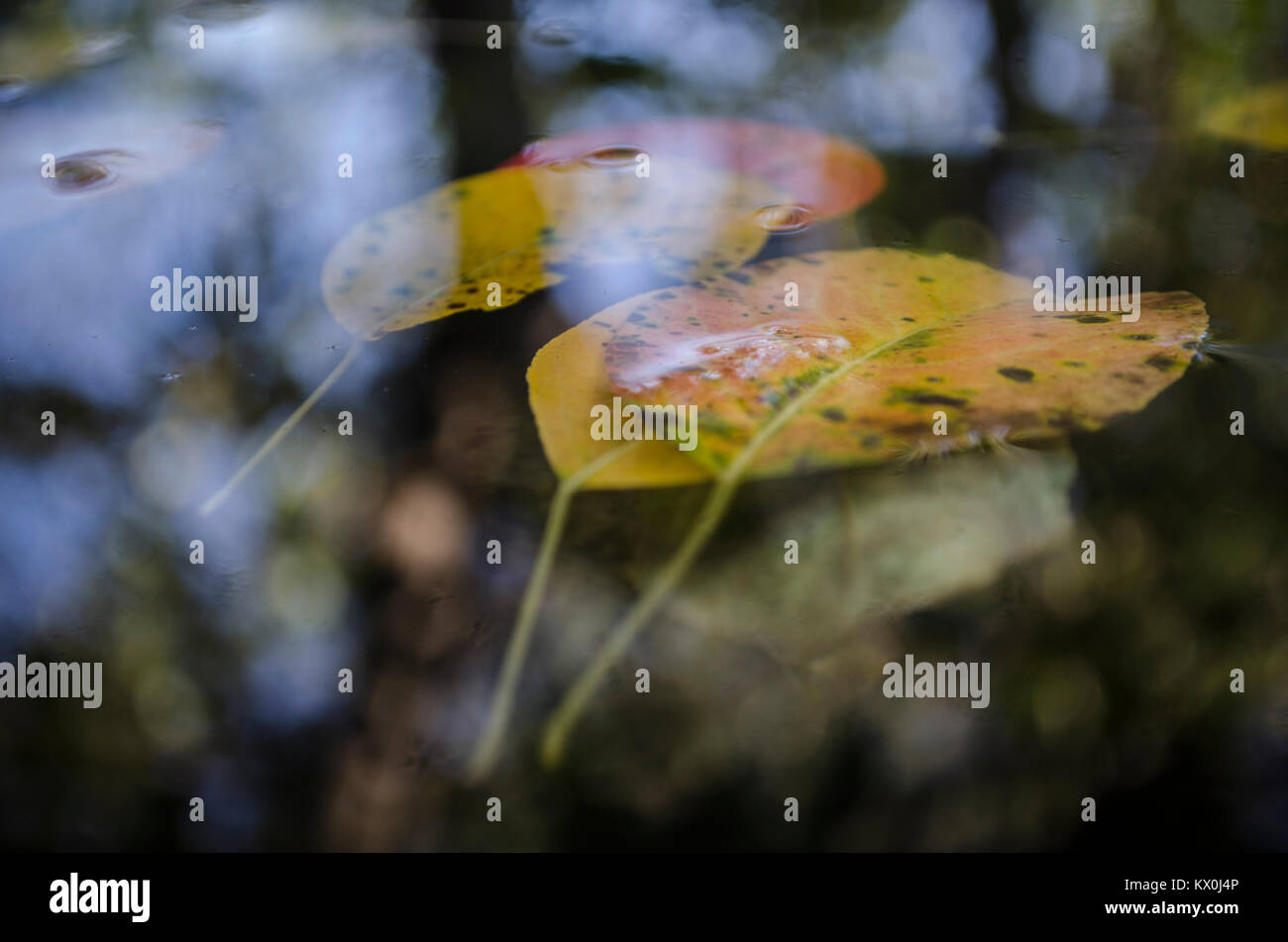 floating on the puddle yellow leaves of trees and a reflection of a tree, autumn Stock Photo - Alamy