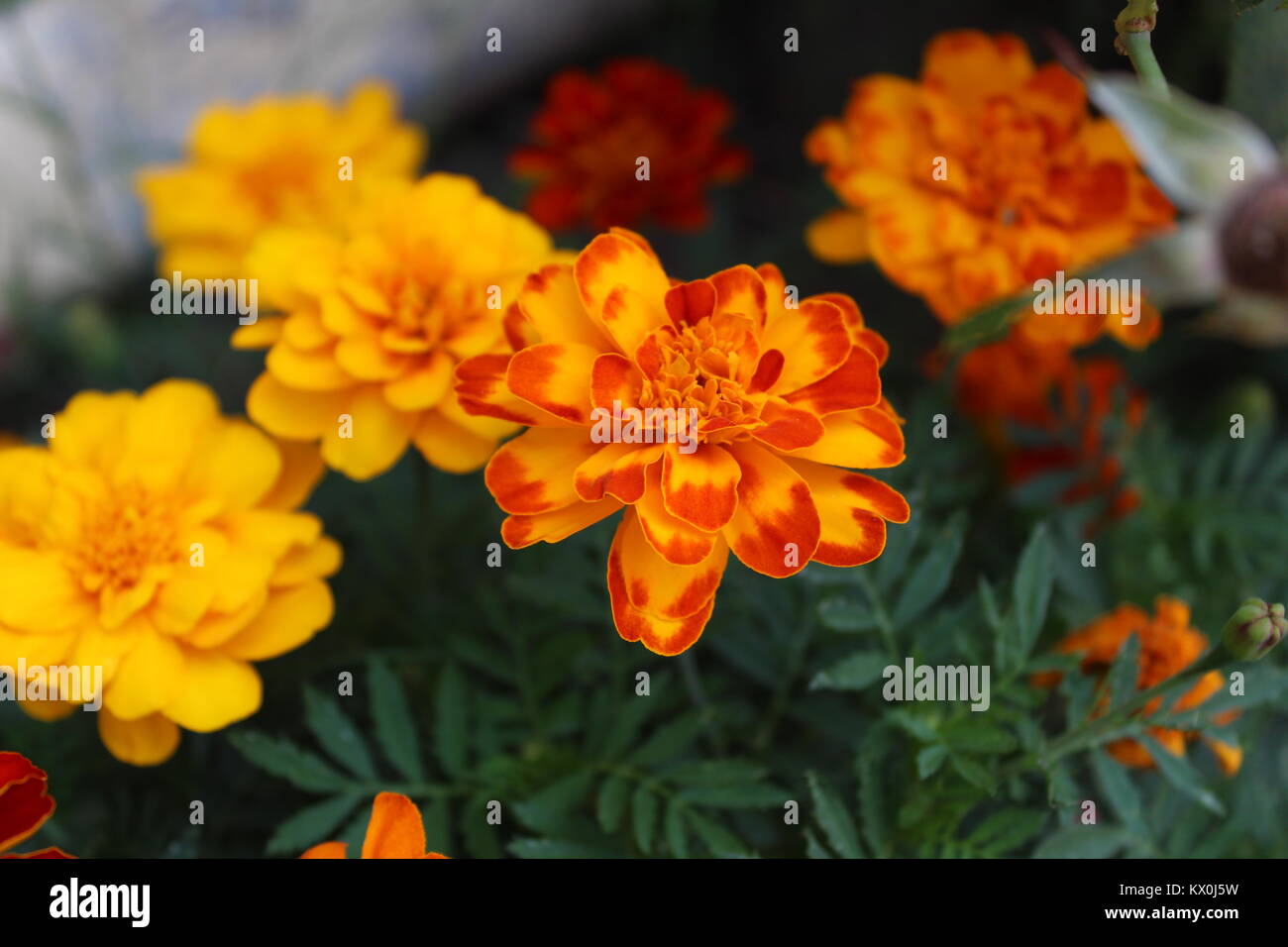 Multi-colour Marigold flowers in the garden Stock Photo - Alamy