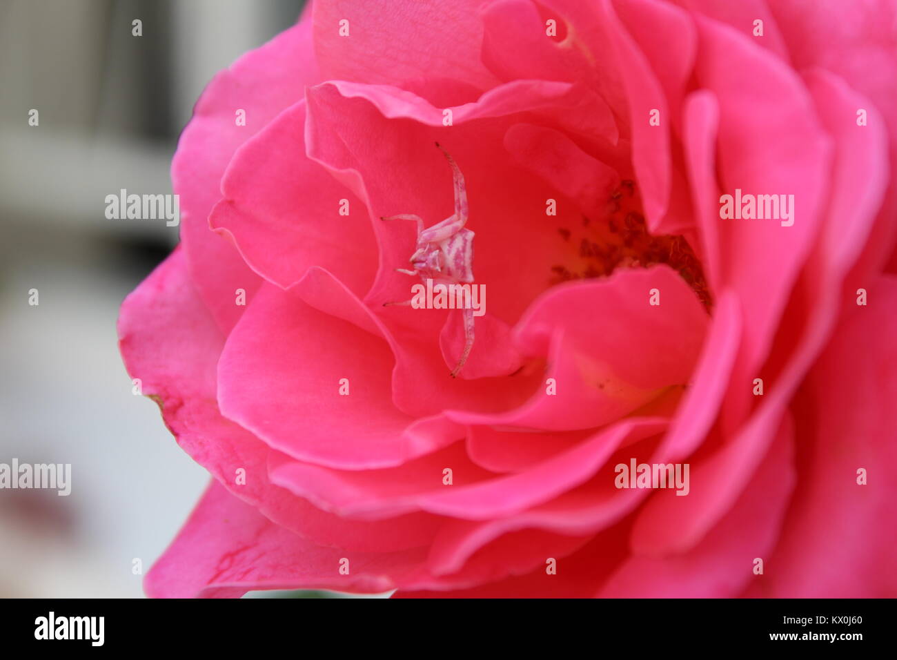 Spider rose flower hi-res stock photography and images - Alamy