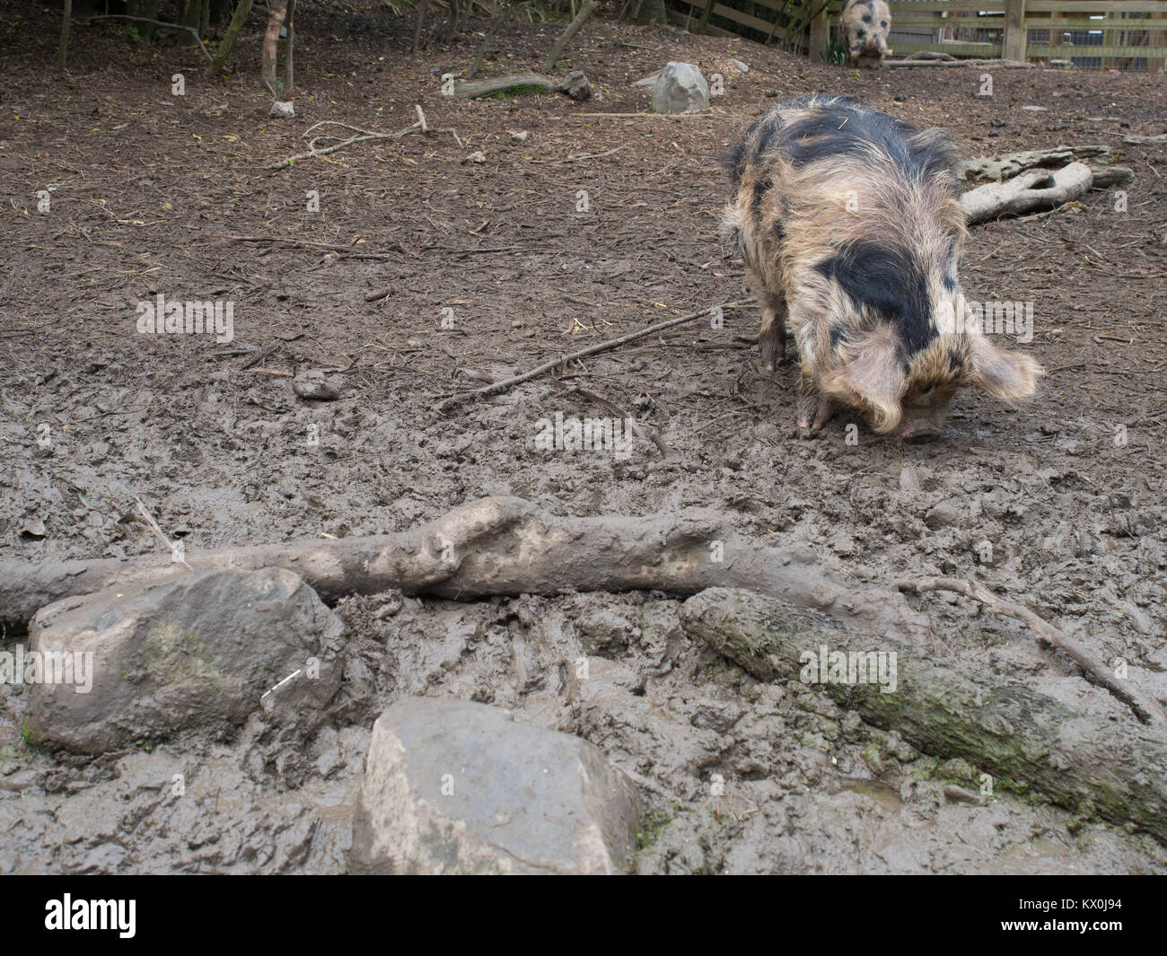 Pig pen hi-res stock photography and images - Alamy