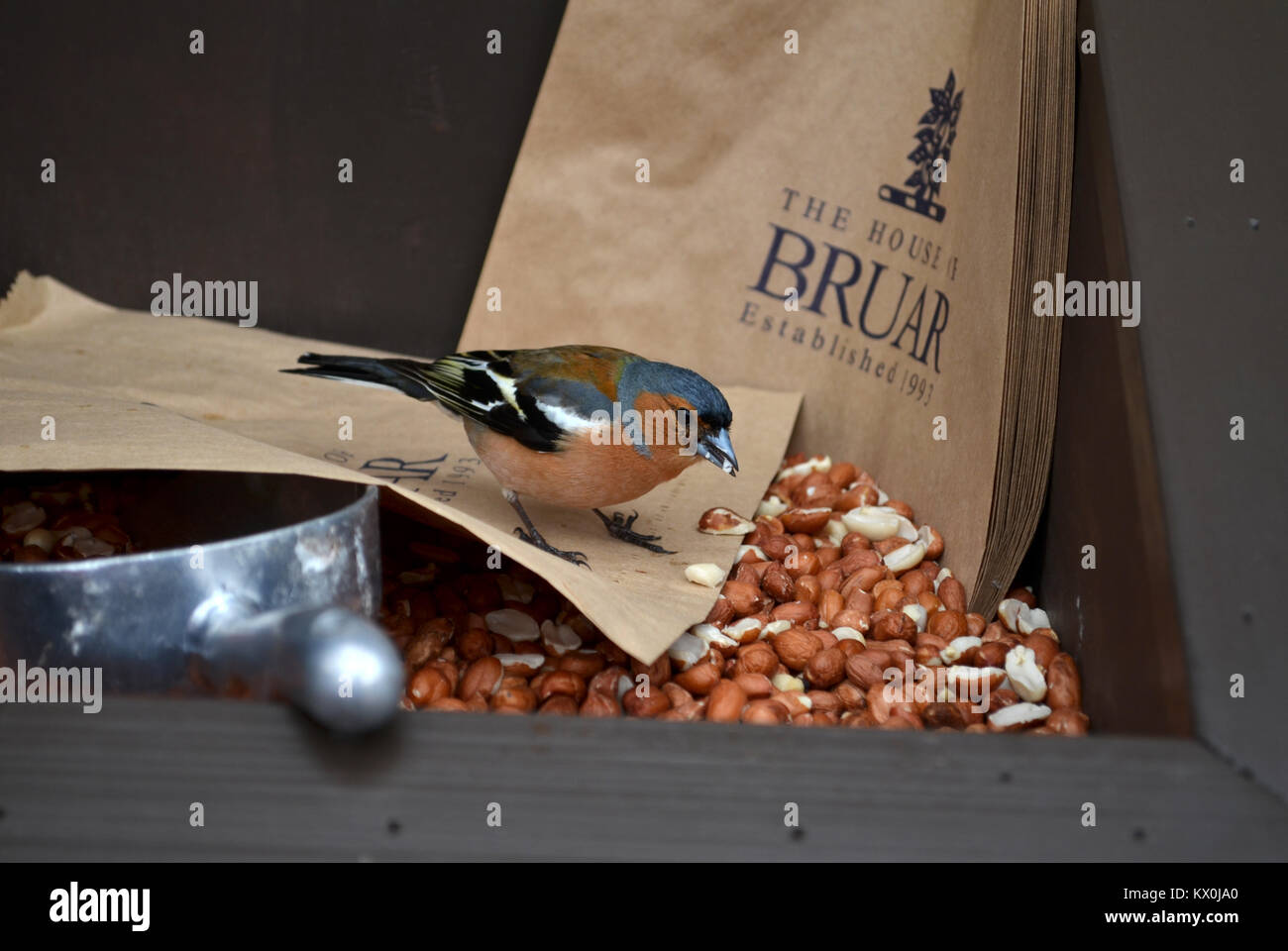 Bird stealing the seeds from the seeds bins Stock Photo - Alamy
