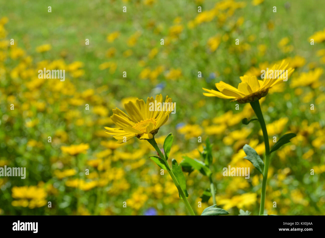 A field of wild yellow flowers Stock Photo - Alamy