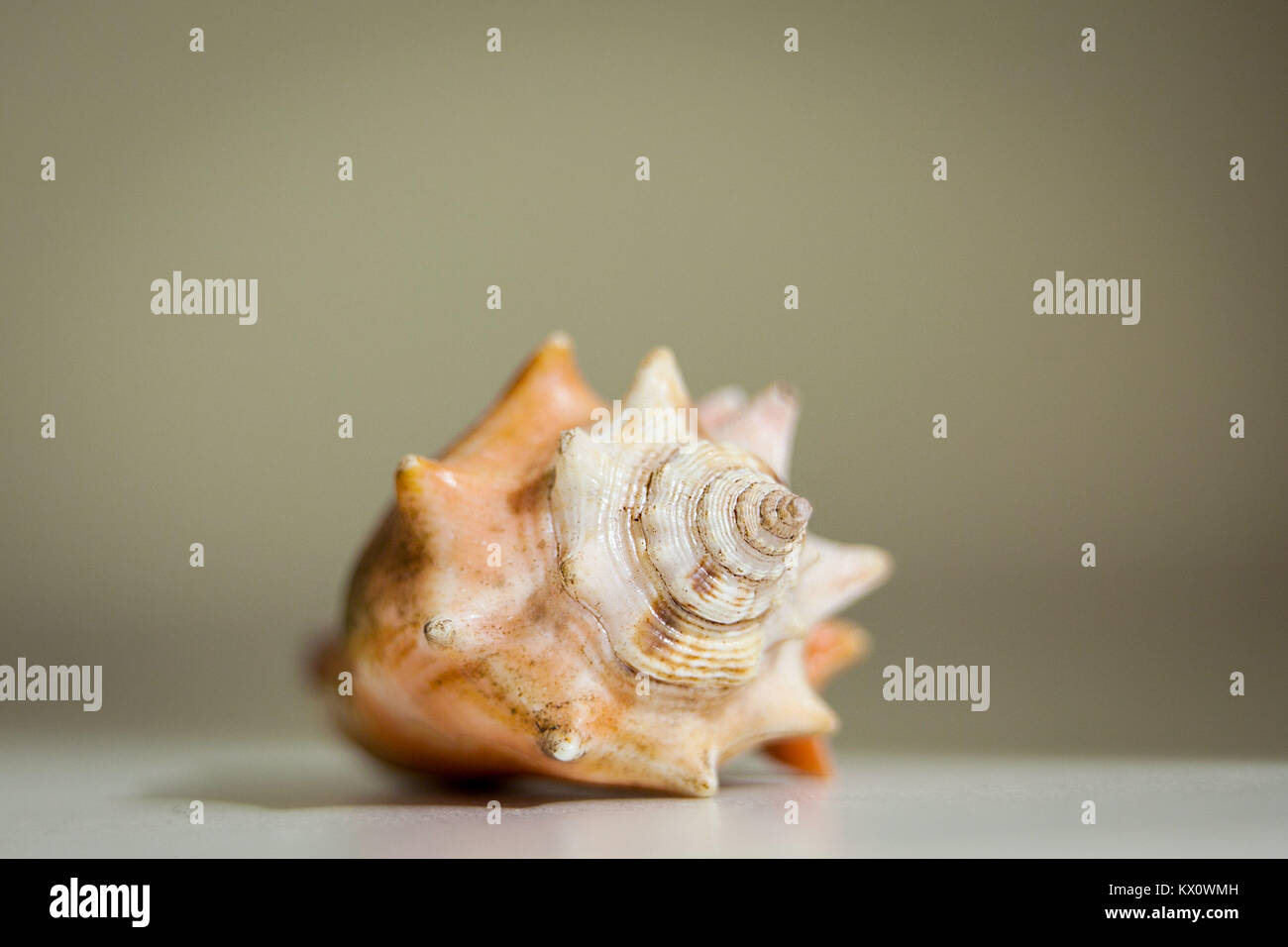 Single seashell big and isolated on the surface Stock Photo - Alamy
