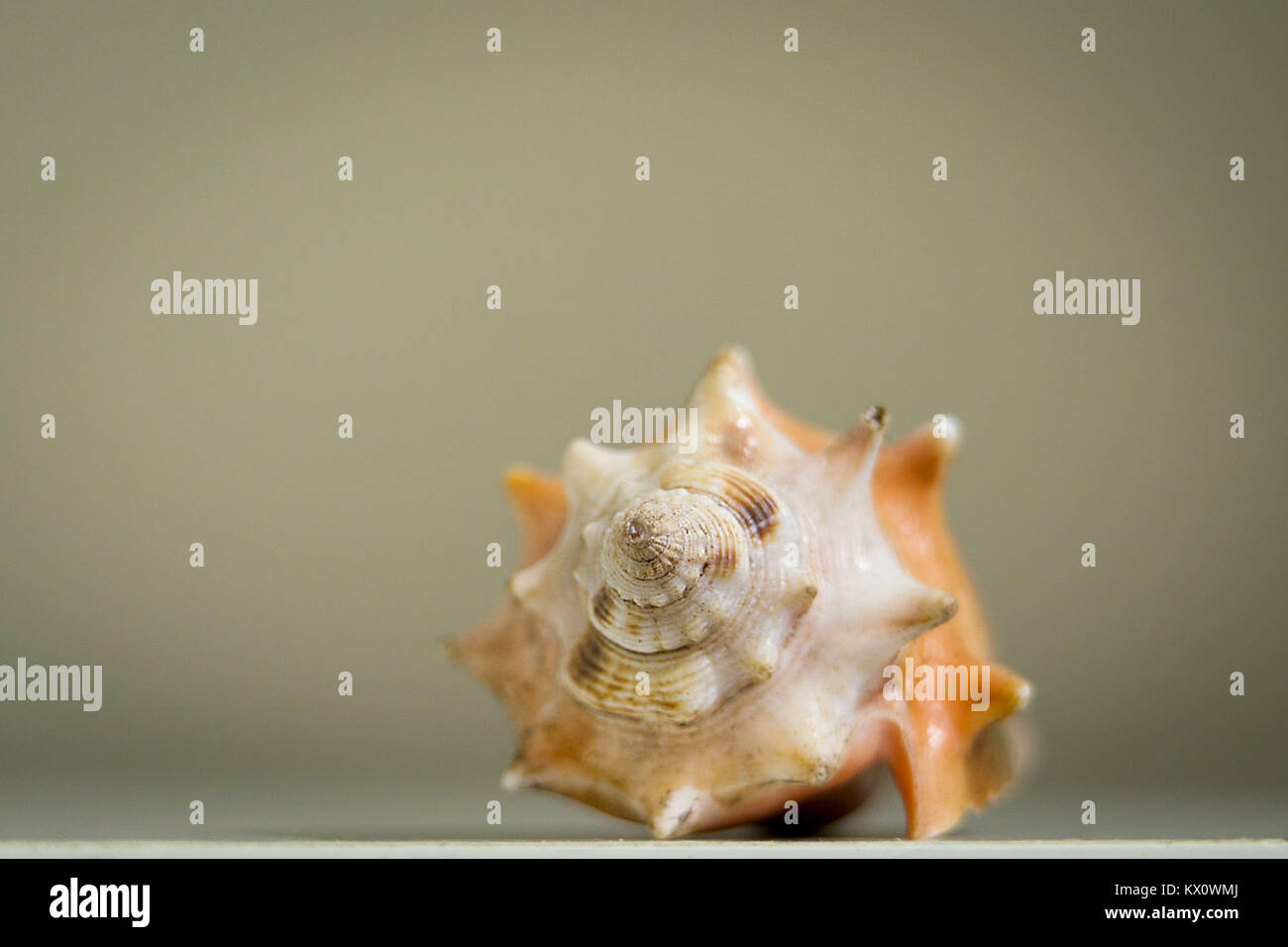 Single seashell big and isolated on the surface Stock Photo - Alamy