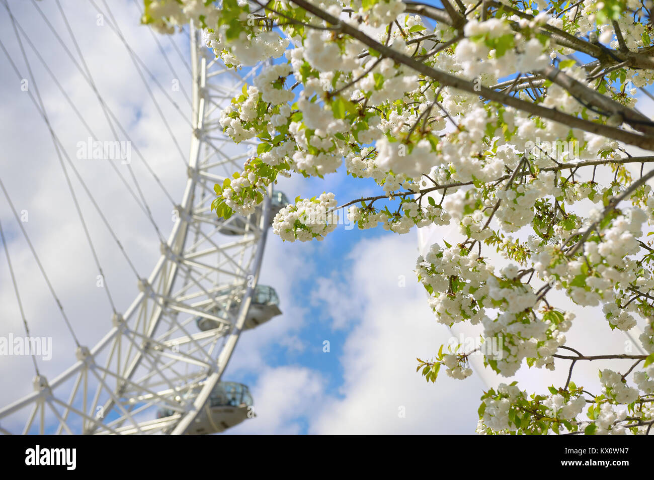 LONDON, ENGLAND - APRIL 30, 2013: White sakura blossoms in front of ...