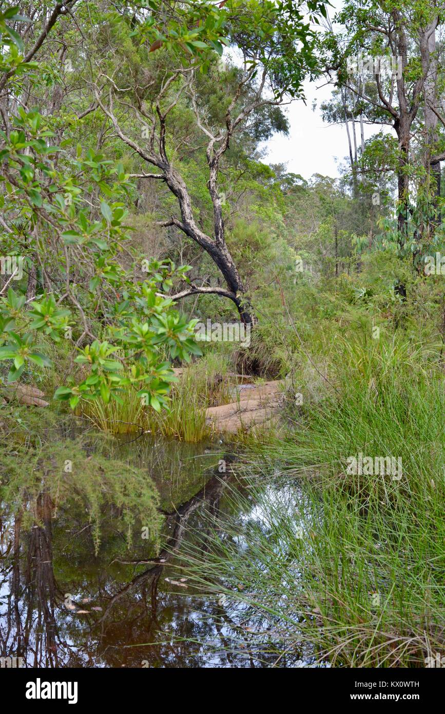 Blackdown tableland national park hi-res stock photography and images ...