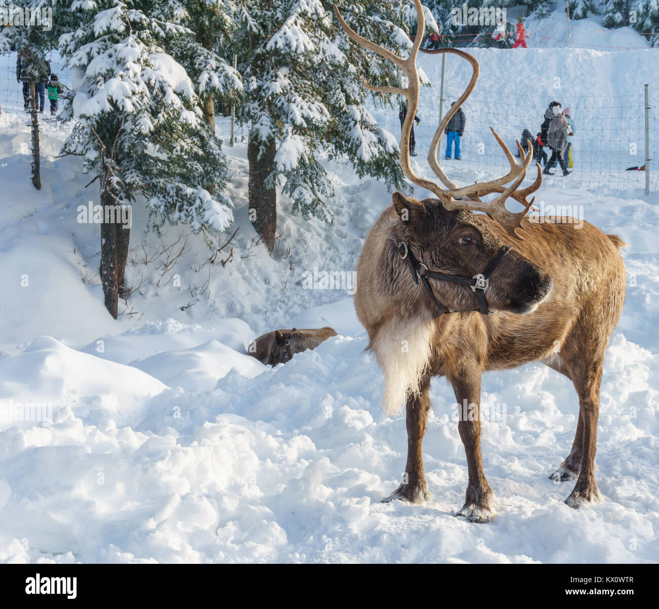 North Vancouver Canada - December 30, 2017: Reindeer in a winter ...