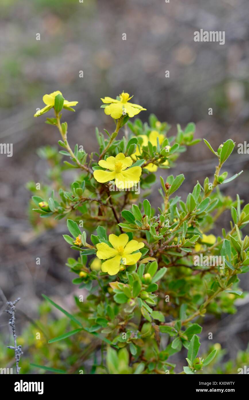Yellow flowers on a native plant hi-res stock photography and images ...