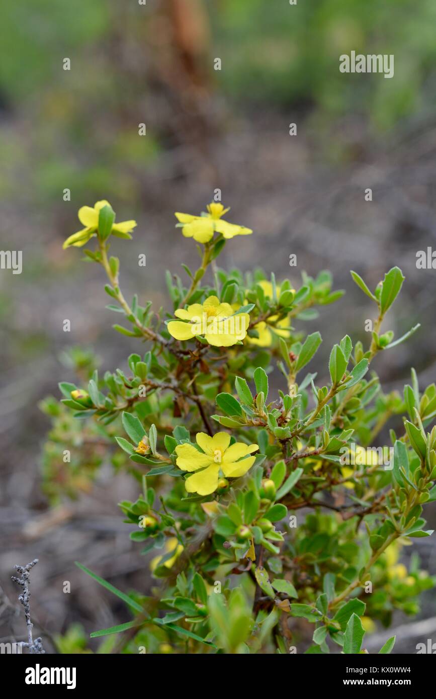 Yellow flowers on a native plant hi-res stock photography and images ...