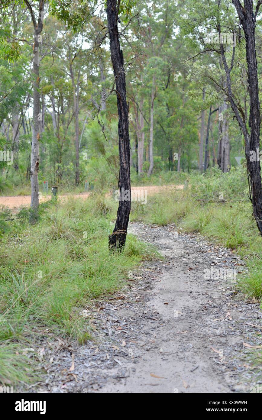 Walking tracks near Munall camping area, Blackdown Tableland National ...