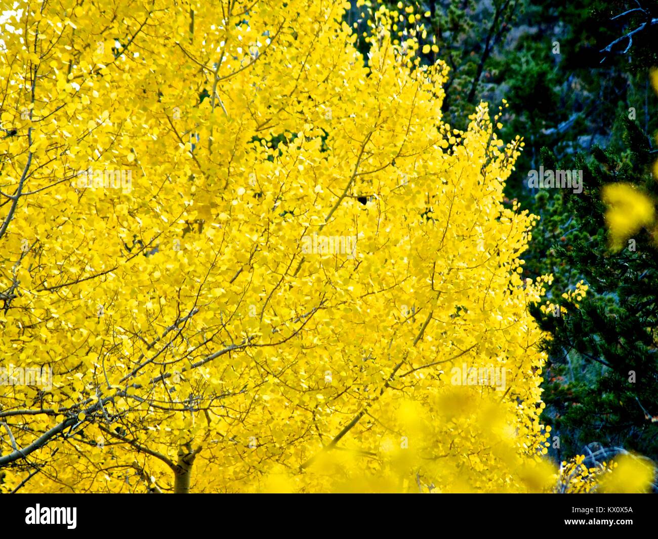 Aspen trail hi-res stock photography and images - Alamy