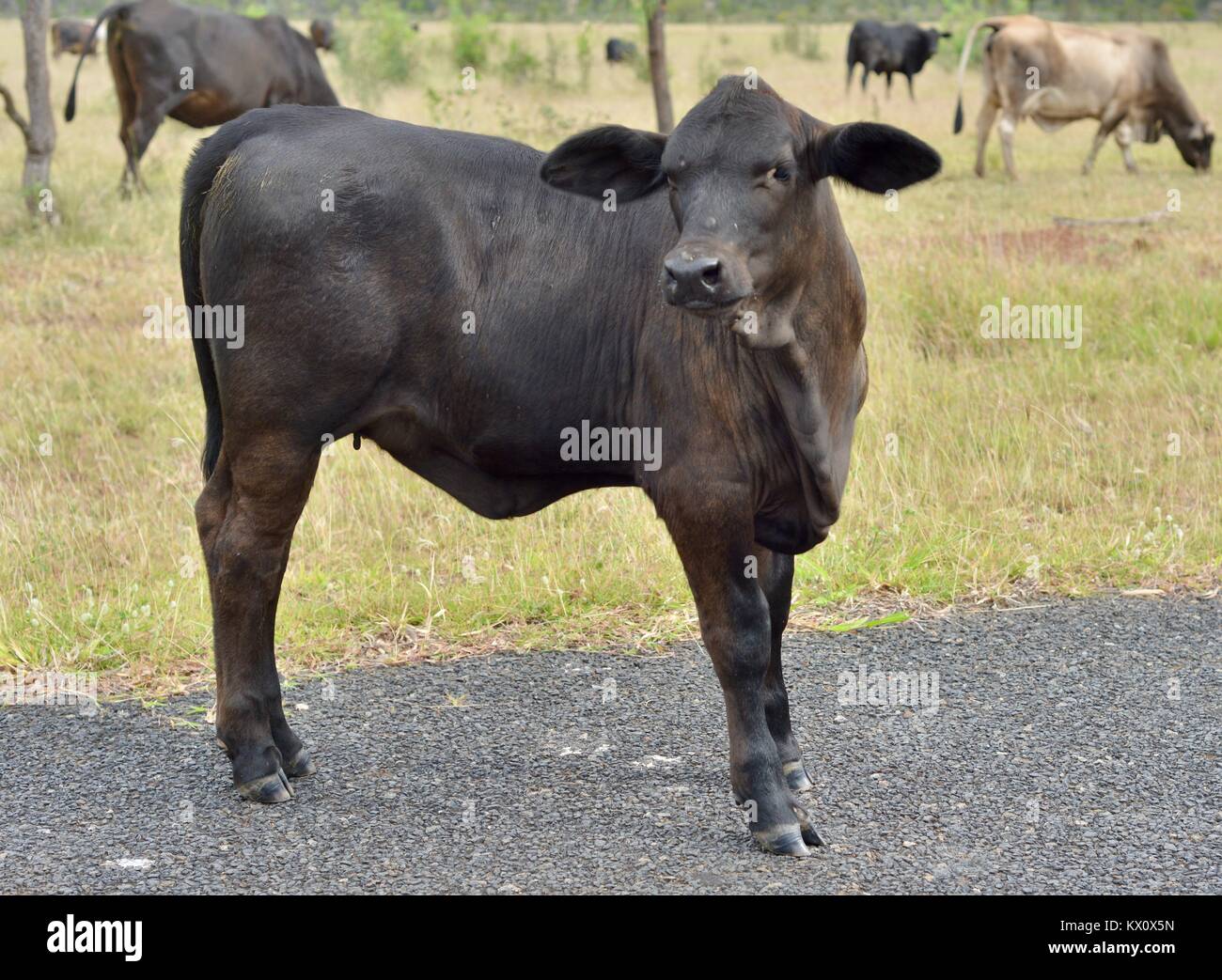 Domestic cows on the road driving to Blackdown Tableland National Park ...