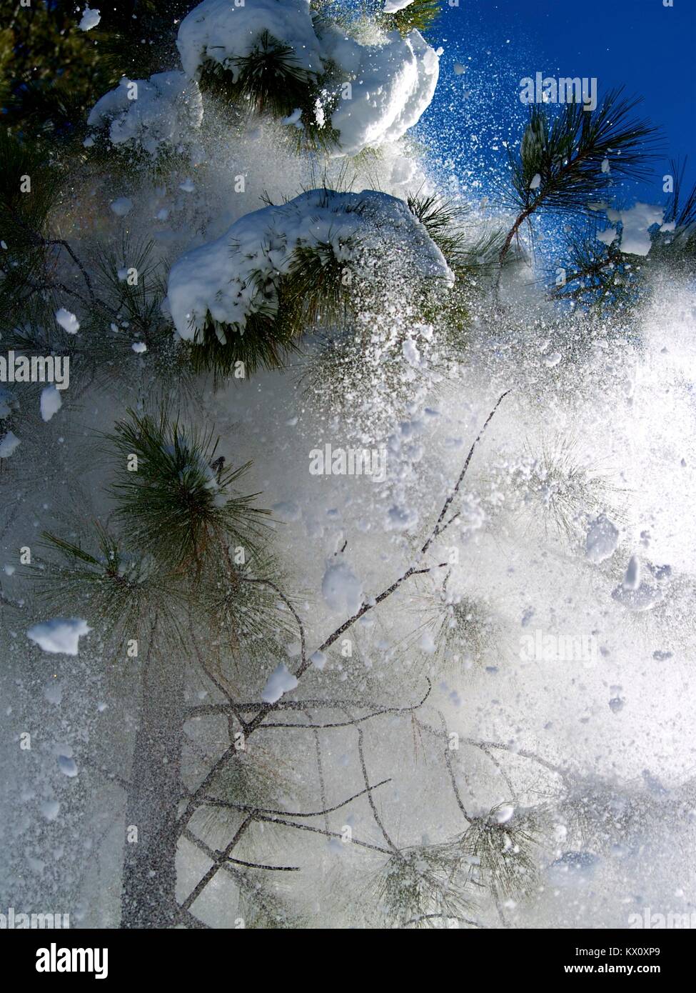 Falling Out Of Tree High Resolution Stock Photography and Images - Alamy