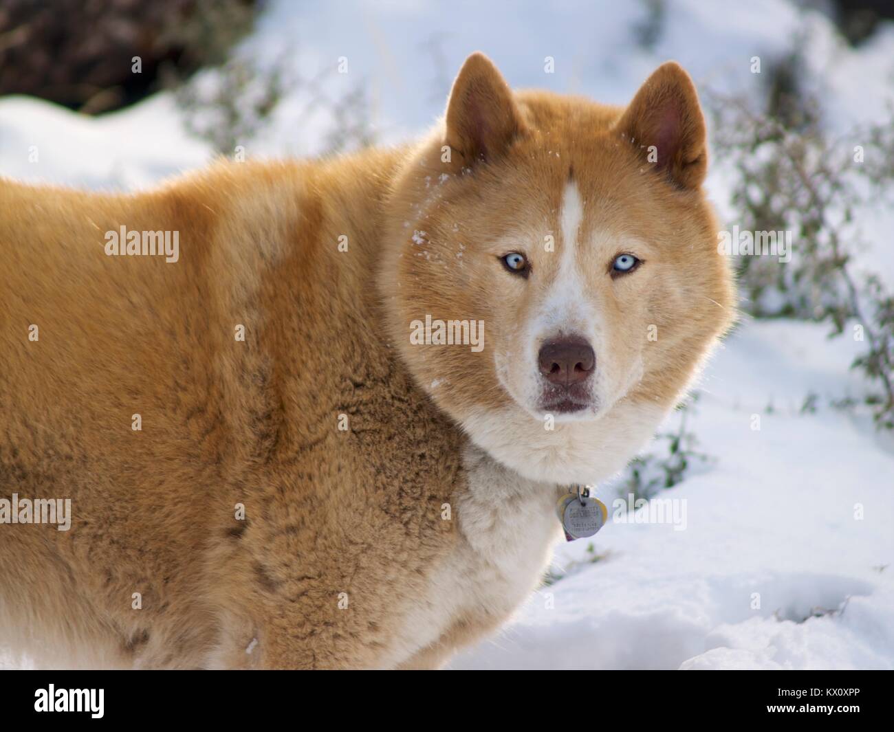 Siberian husky in the snow Stock Photo - Alamy