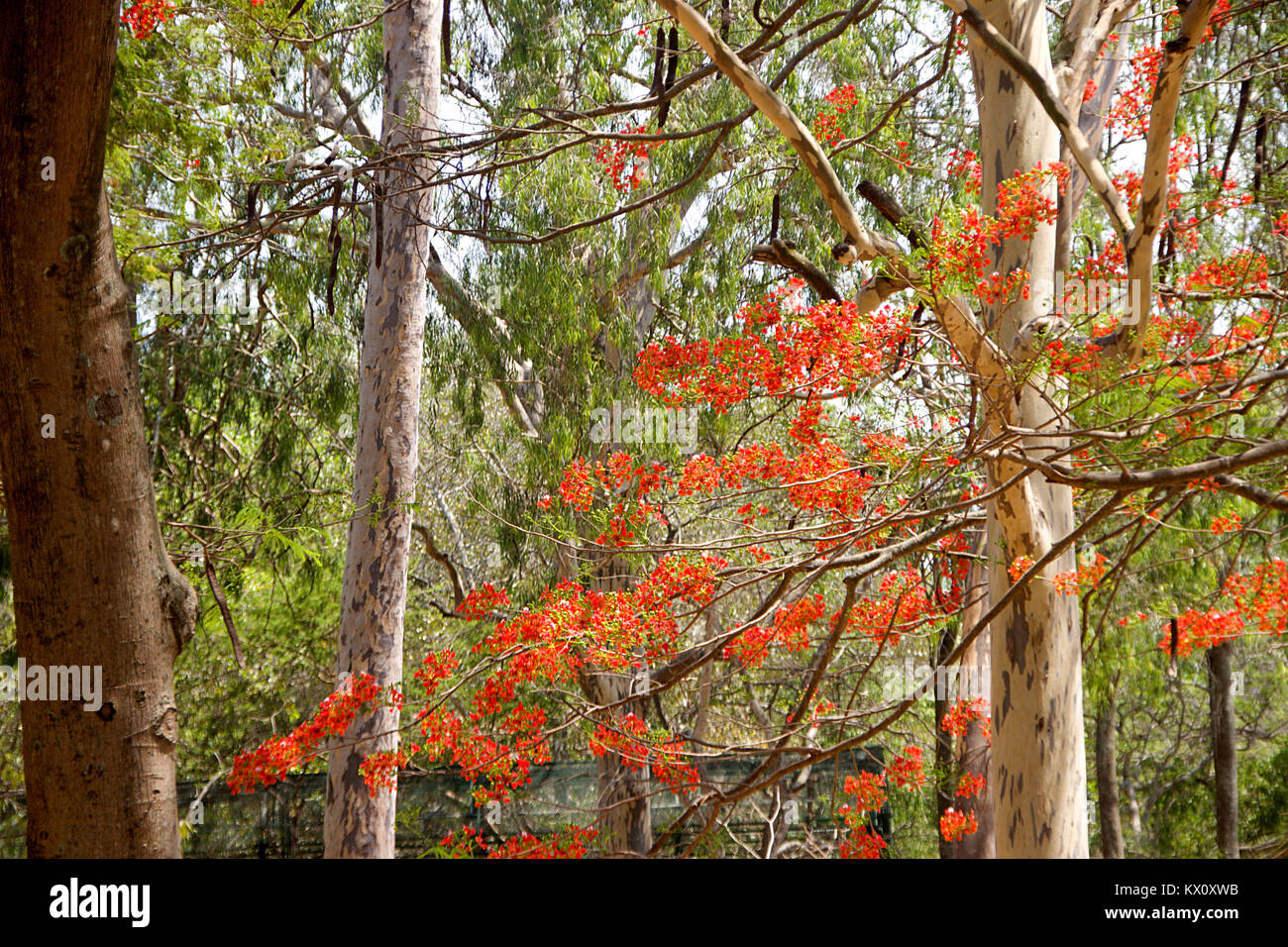 Green foliage, bare tree trunks and red Mayflower bloom at ...