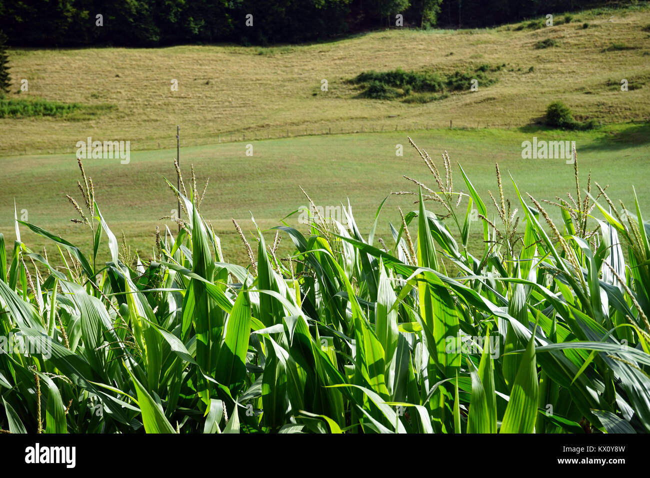 Corn field mountain slope hi-res stock photography and images - Alamy