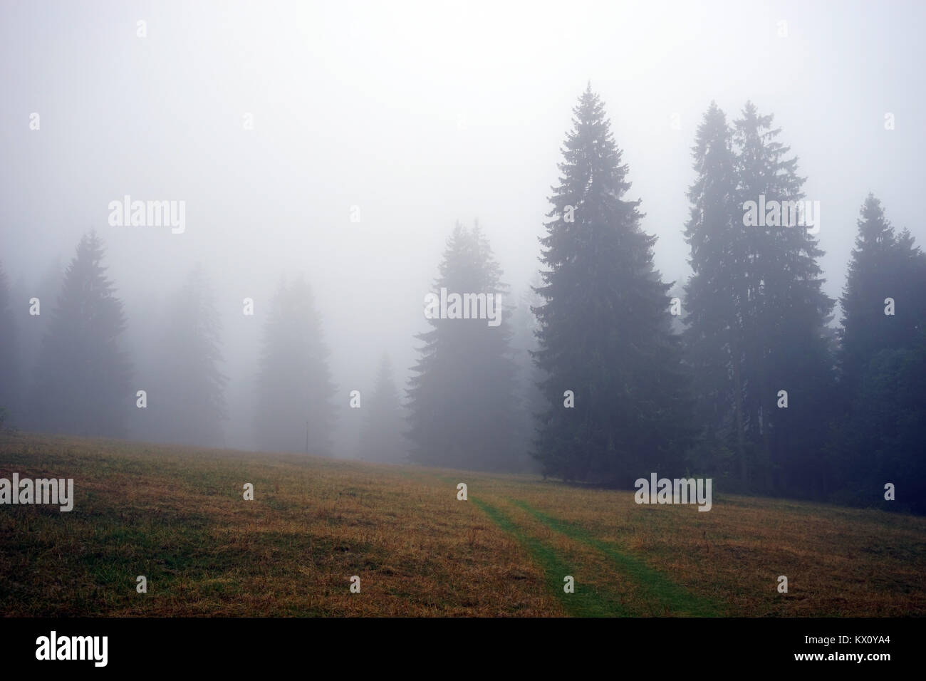 Mist and forest near farm field in Switzerland Stock Photo - Alamy