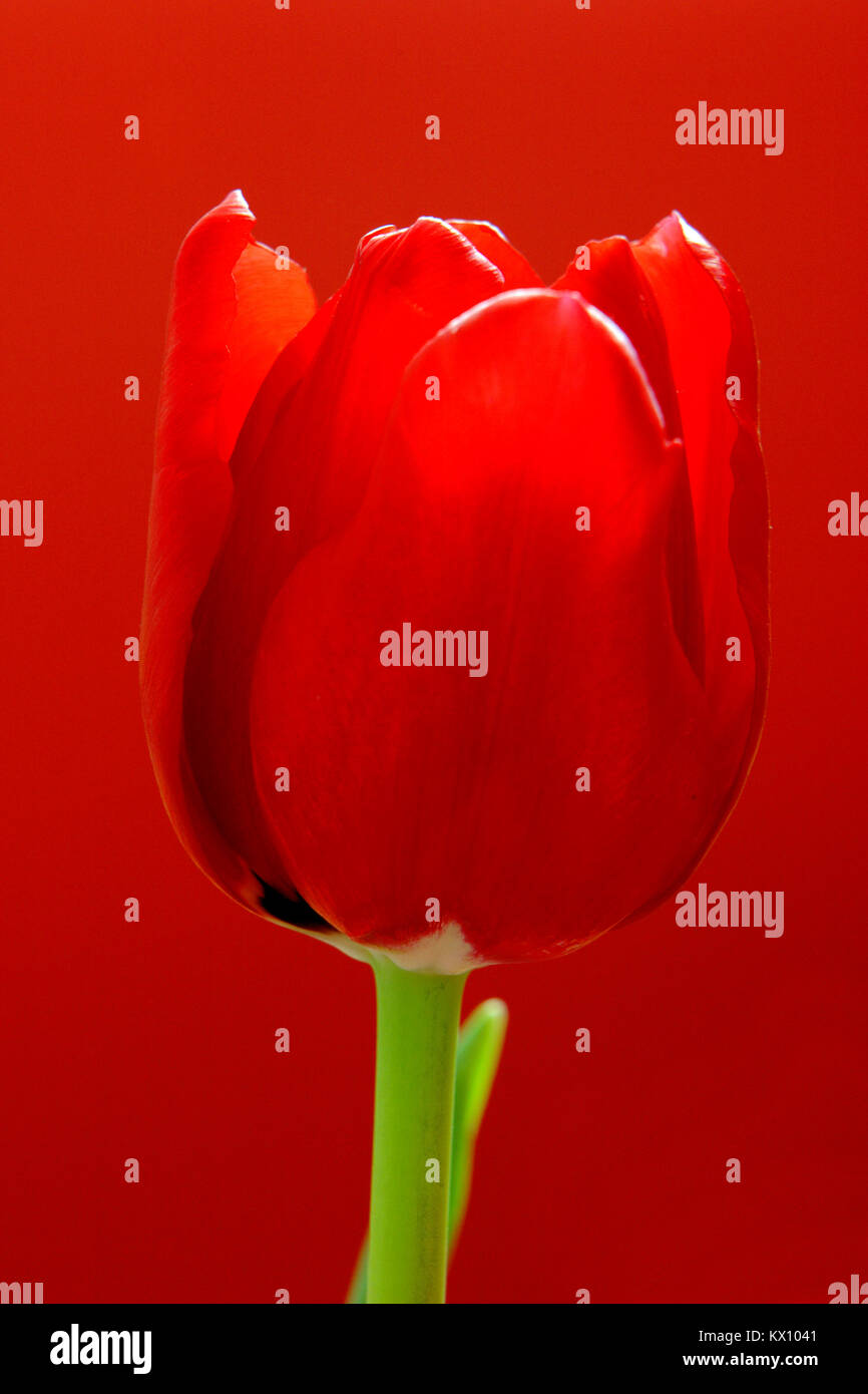 Illustration – closeup composition of blooming Botanic Tulip (latin ...