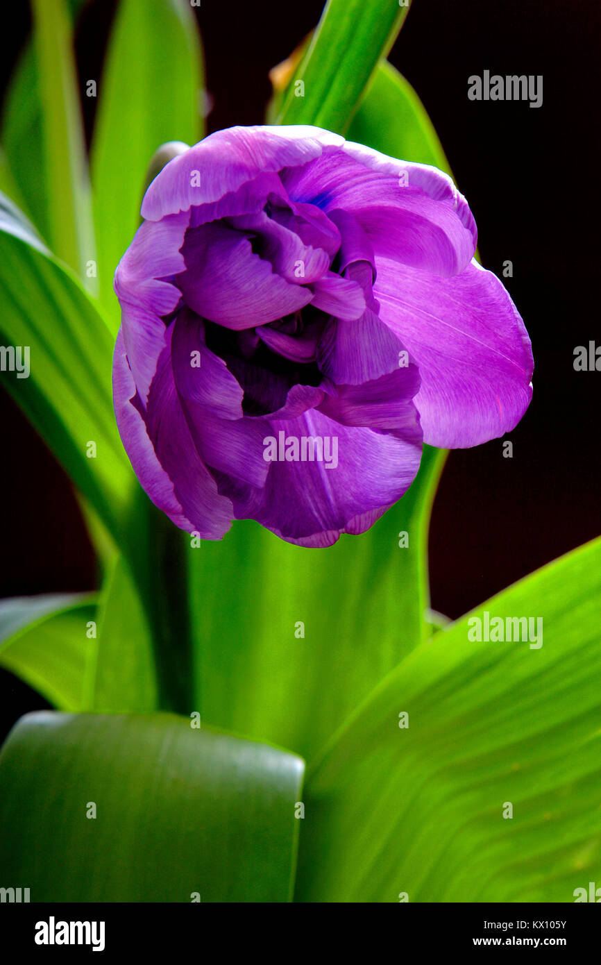 Illustration – closeup composition of blooming Botanic Tulip (latin ...