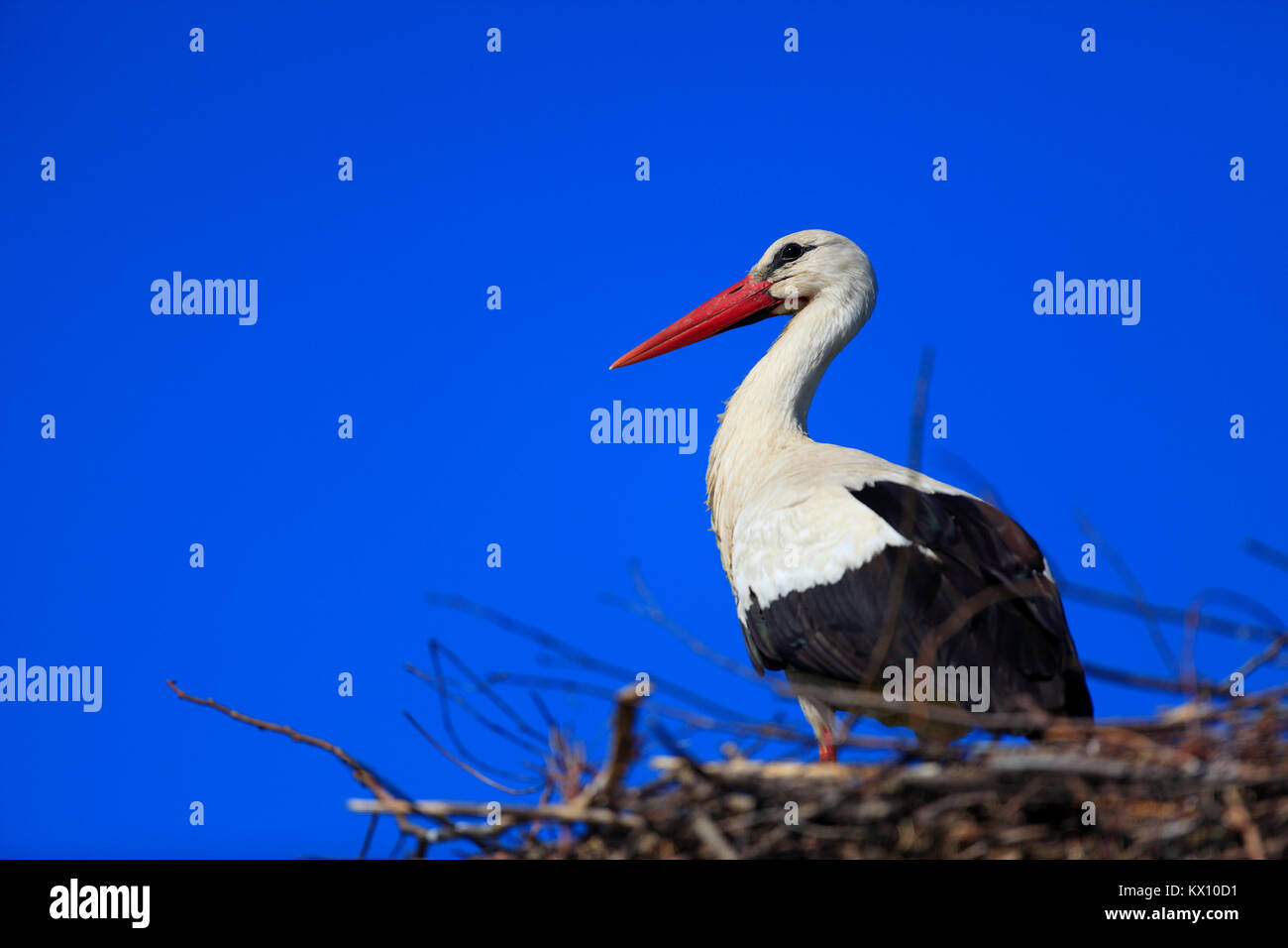 Poland, Biebrzanski National Park – closeup of a White Stork bird in a ...