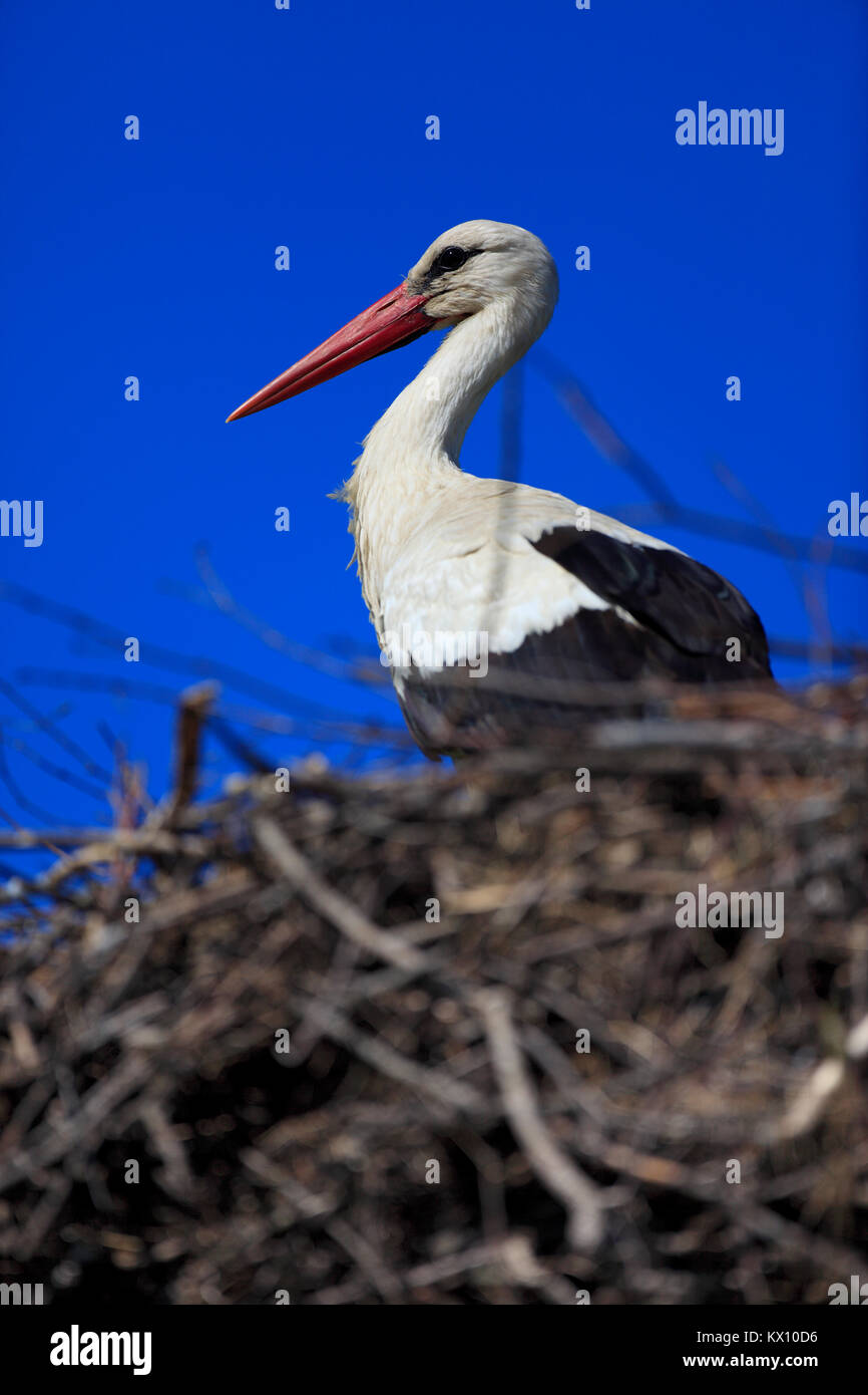 Poland, Biebrzanski National Park – closeup of a White Stork bird in a ...