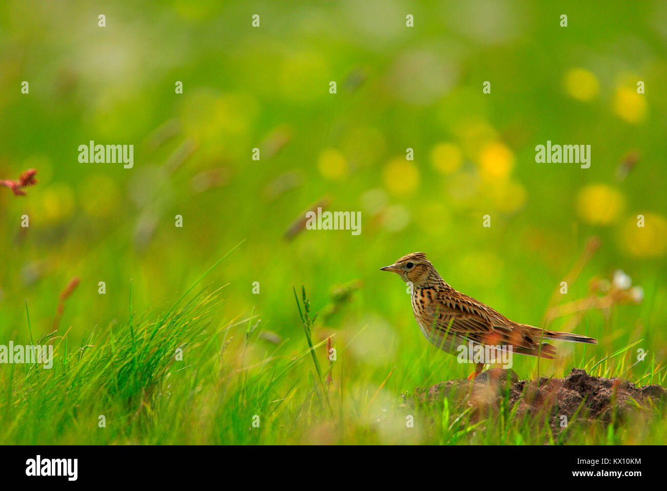 Poland, Biebrzanski National Park – closeup of a Skylark bird – latin ...