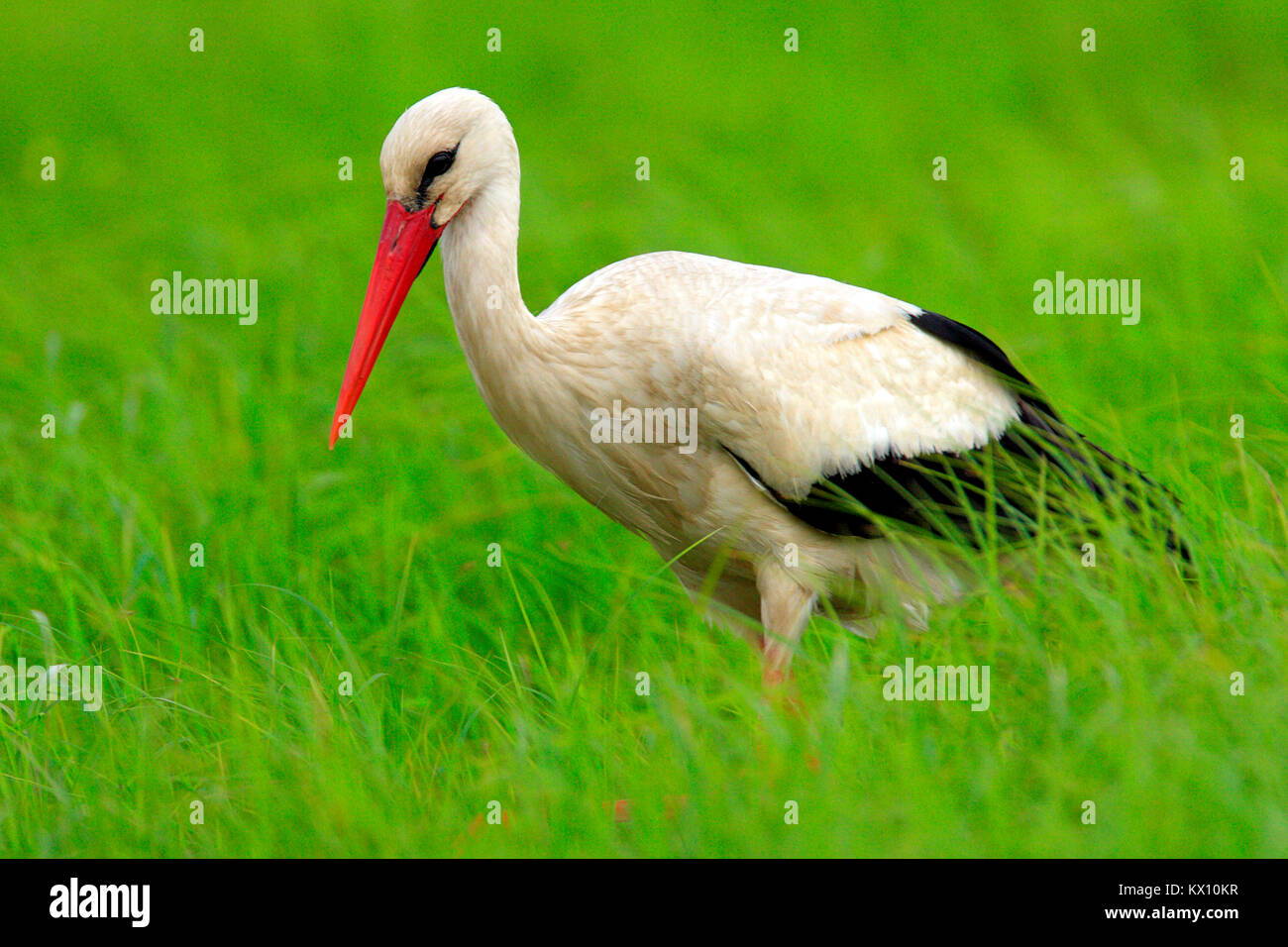 Poland, Biebrzanski National Park – closeup of a White Stork bird in a ...