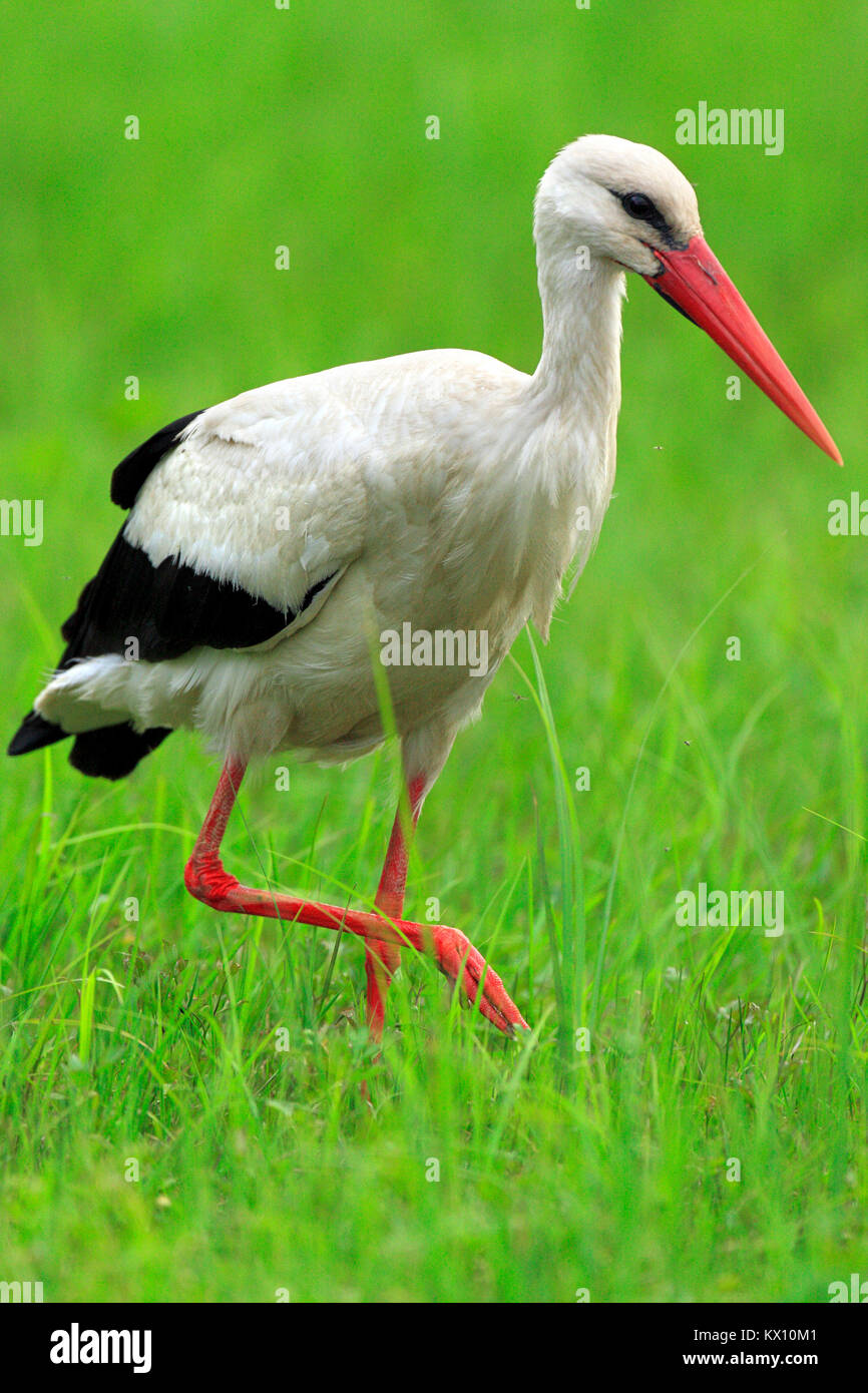 Poland, Biebrzanski National Park – closeup of a White Stork bird in a ...