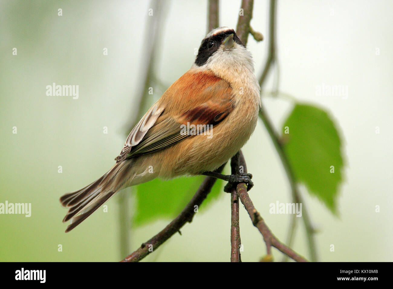 Poland, Biebrzanski National Park – closeup of a European Penduline Tit ...