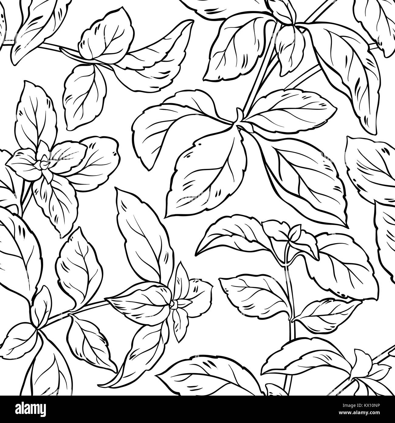 Basil herb garden Stock Vector Images - Alamy