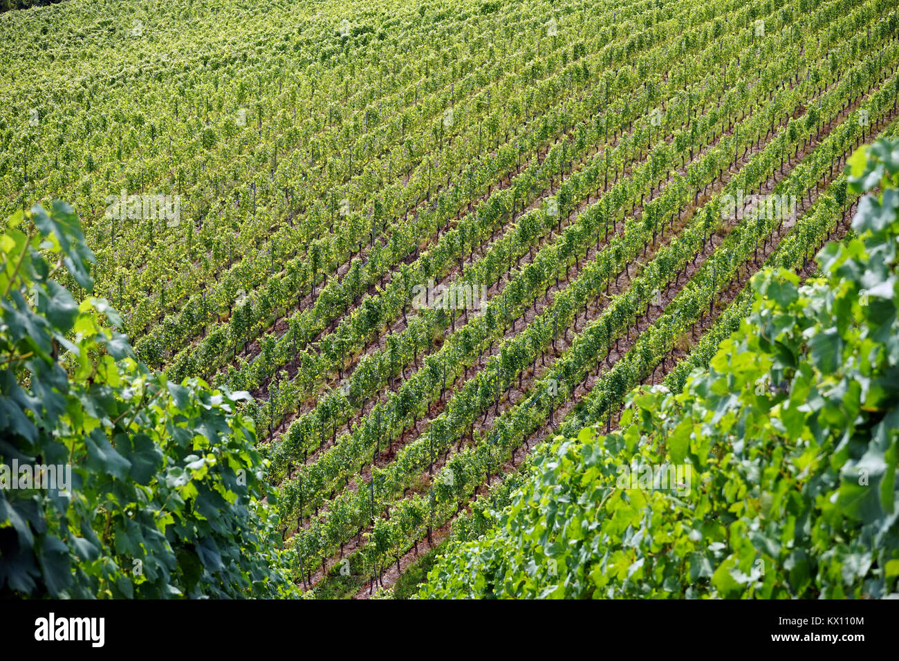 Vineyard on the slope hi-res stock photography and images - Alamy