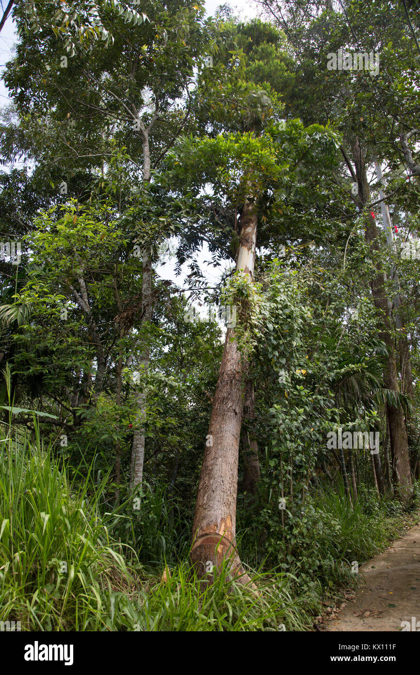 About Teak Tree
