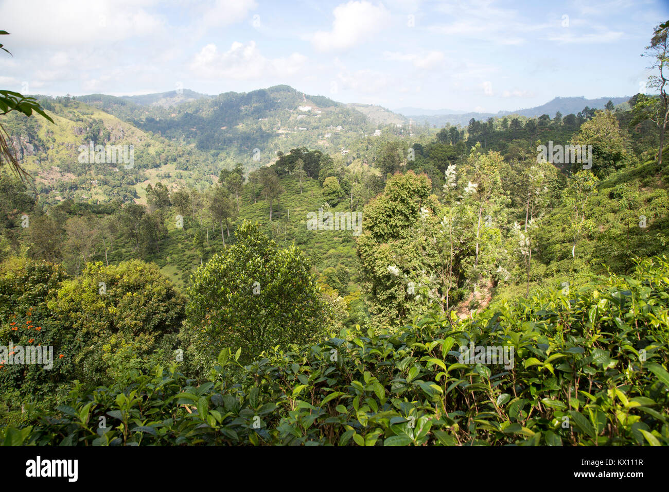 Lush green landscape looking over a tea plantation at Ella, Badulla ...