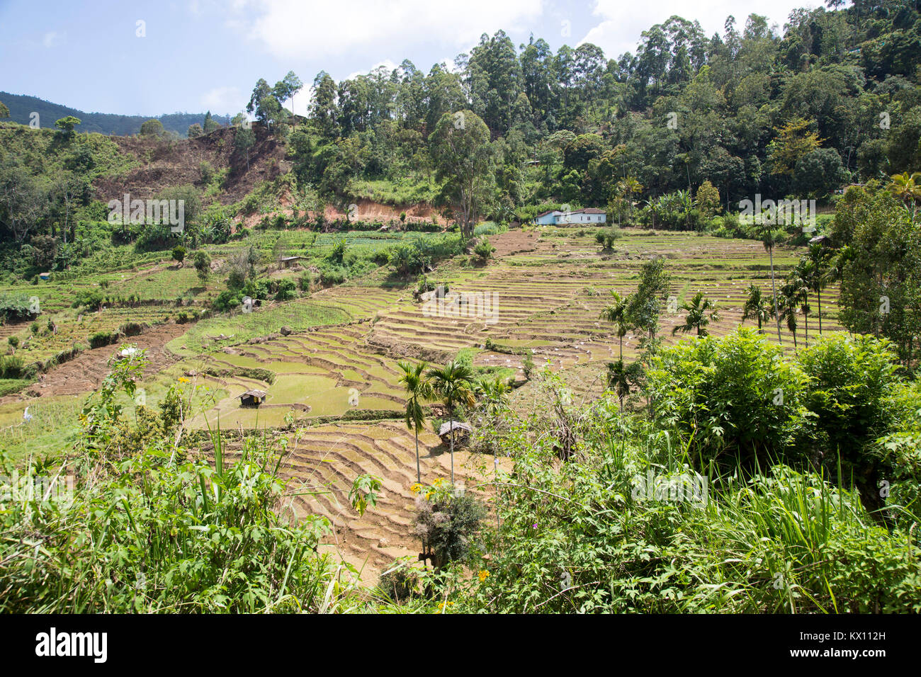 Paddy field rice farming terraces, Ella, Badulla District, Uva Province ...