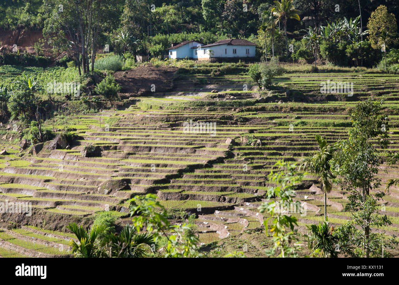 Rice terraces sri lanka hi-res stock photography and images - Alamy