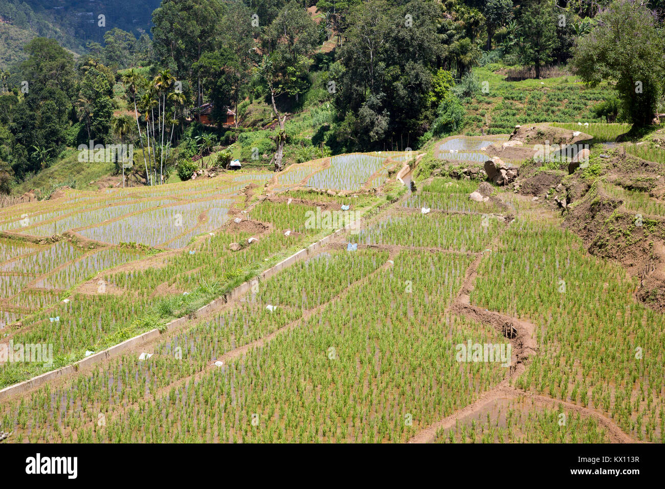 Paddy field rice farming terraces, Ella, Badulla District, Uva Province ...