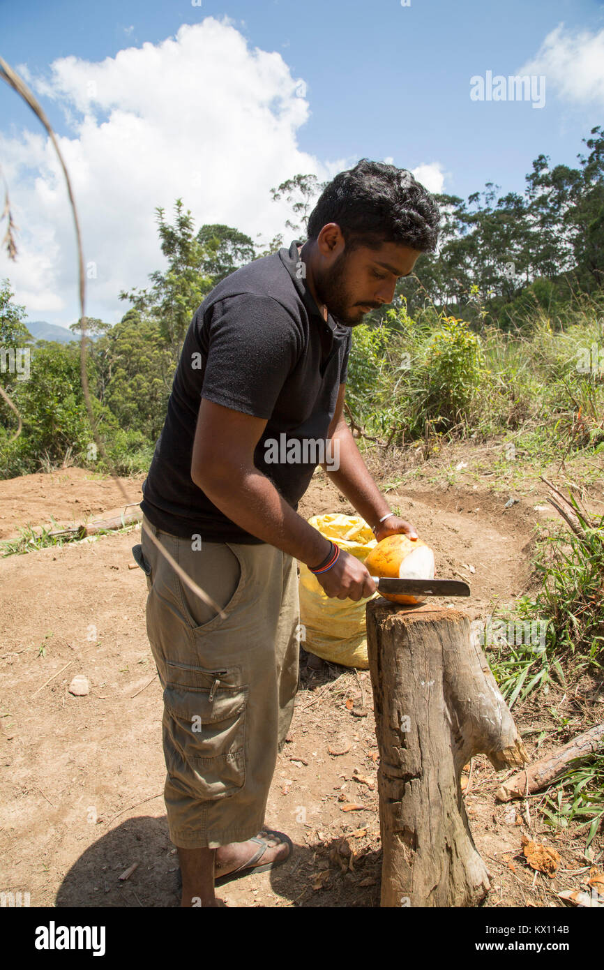 Man opening fresh coconut Ella, Badulla District, Uva Province, Sri Lanka, Asia Stock Photo - Alamy