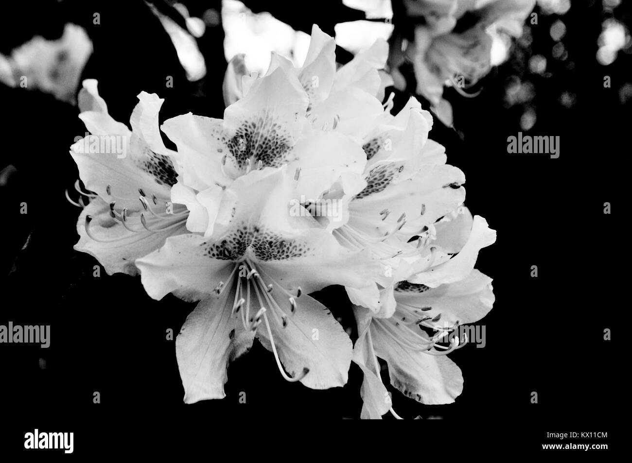 Spring season black and white hi-res stock photography and images - Alamy