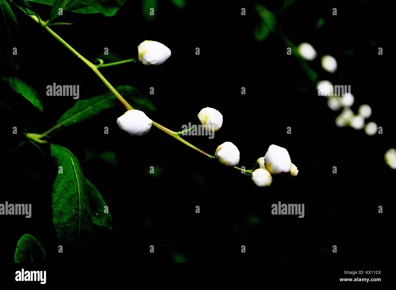 Bud wallpaper hi-res stock photography and images - Alamy