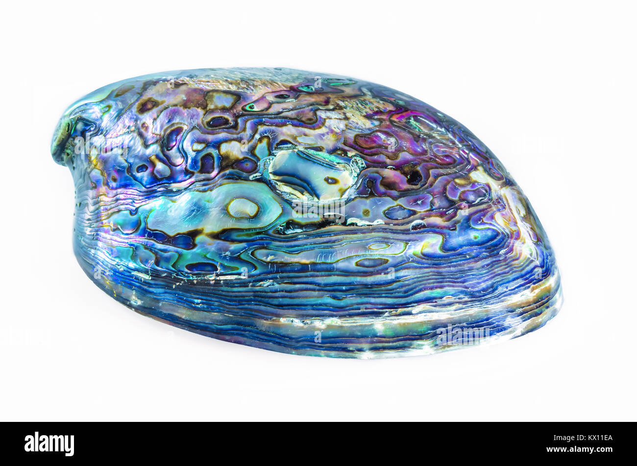 Haliotis shell hi-res stock photography and images - Alamy