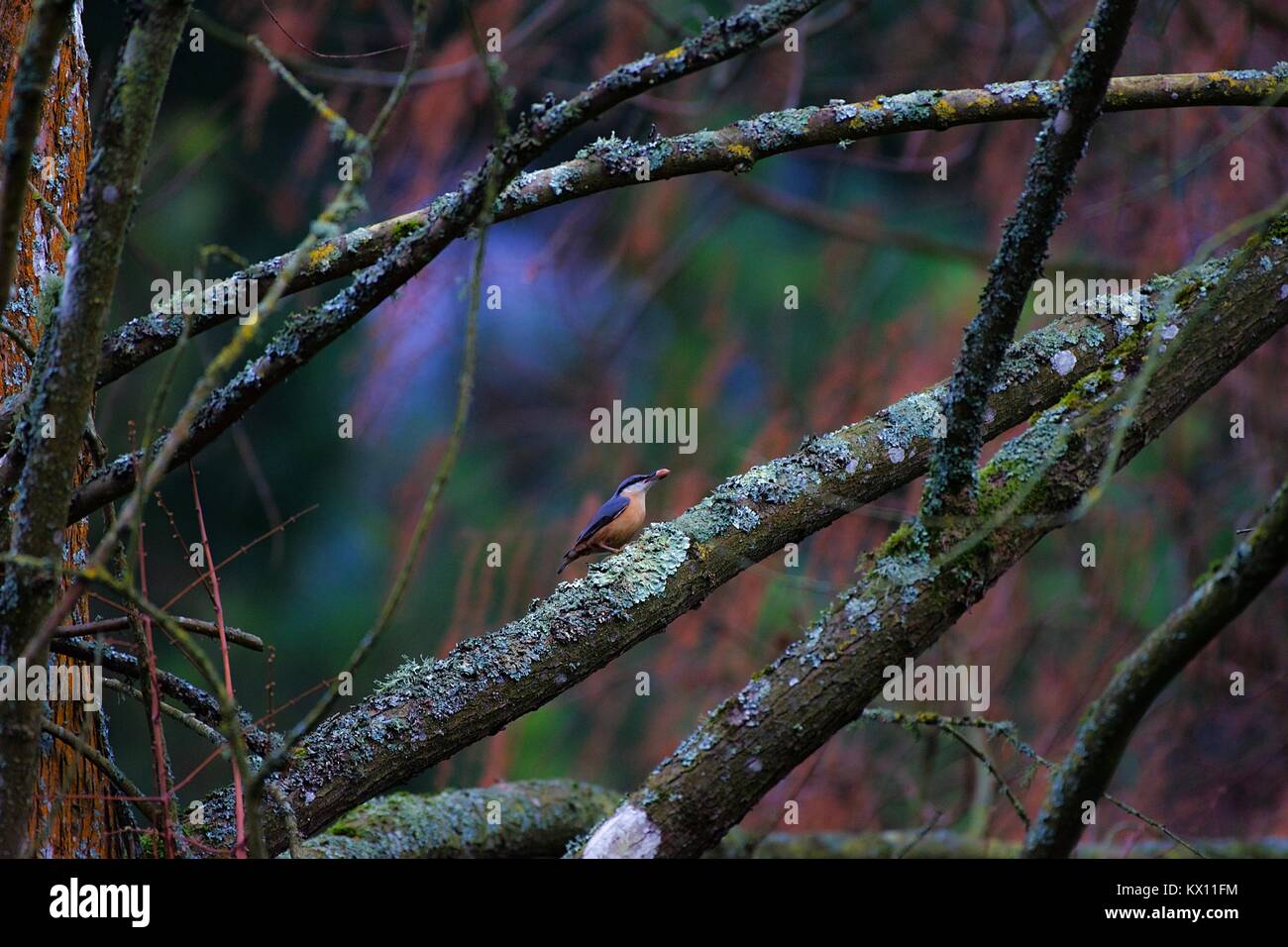 Nut Hatch in a tree at Ninesprings Country Park Yeovil Somerset Stock ...