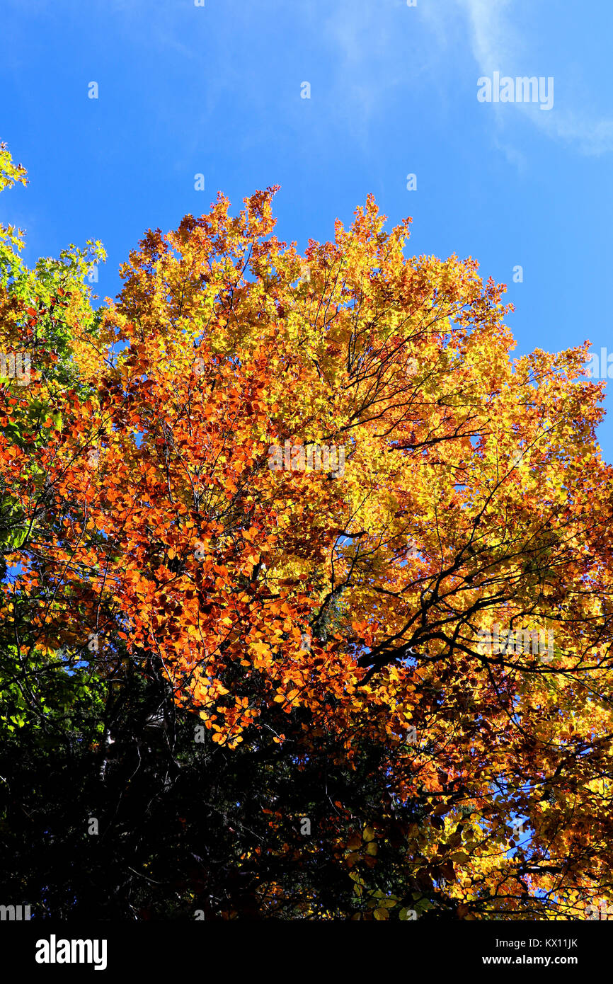 golden sunlit tree in autumn Stock Photo - Alamy